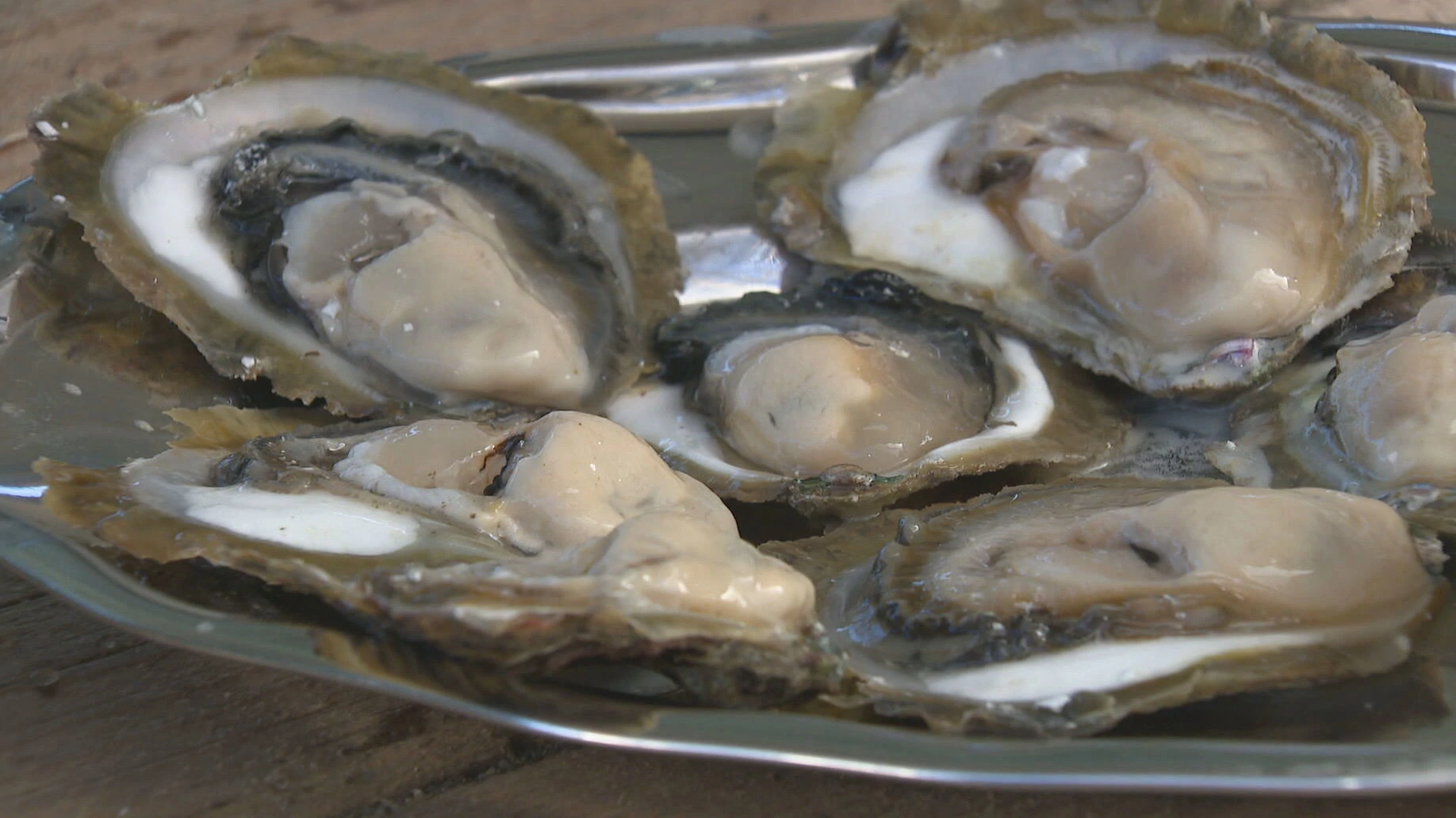 Vrijeme kamenica, koji su izazovi uzgoja u Malostonskom zaljevu - HRT