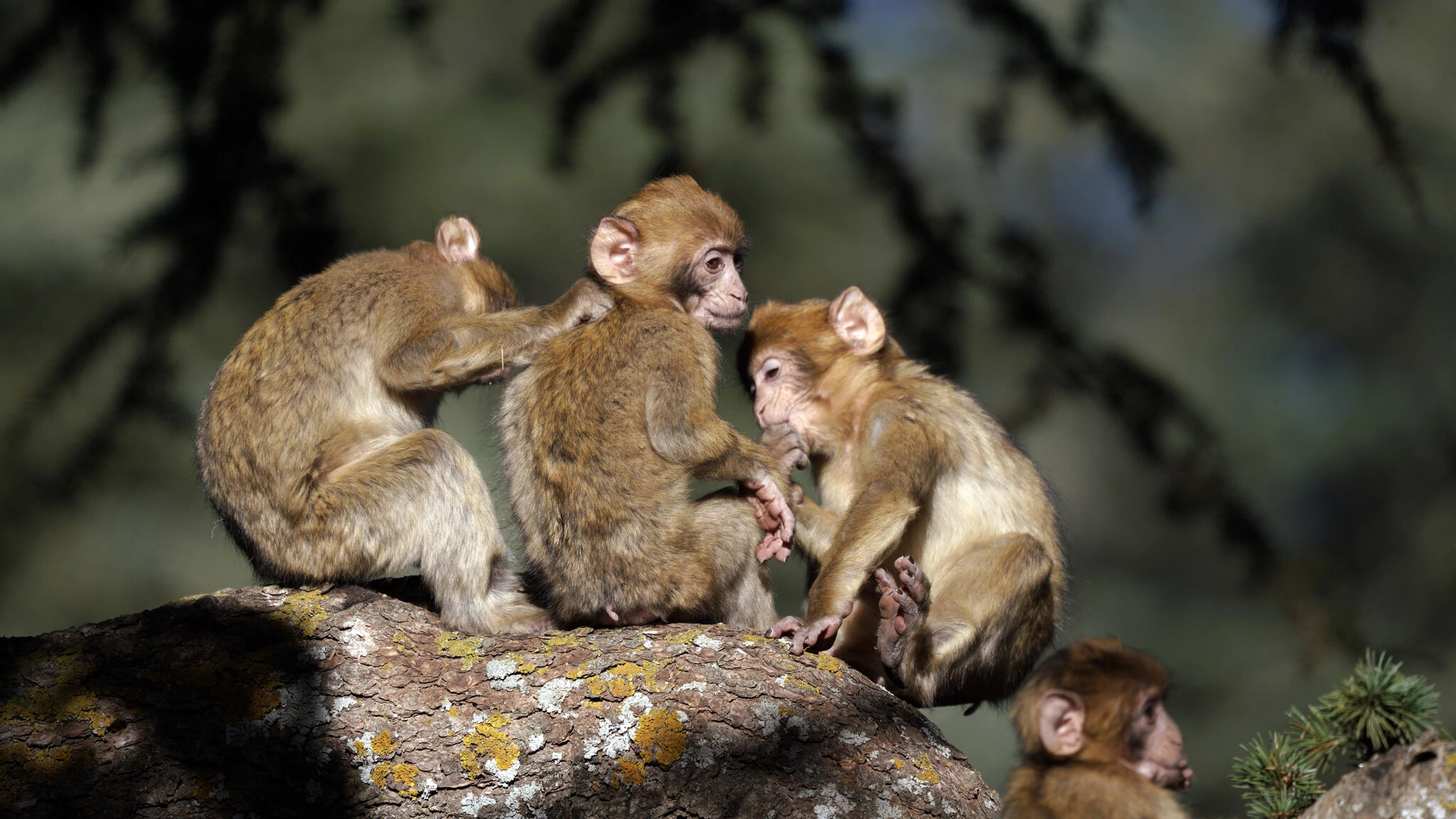 Dinastije: Makaki - HRT