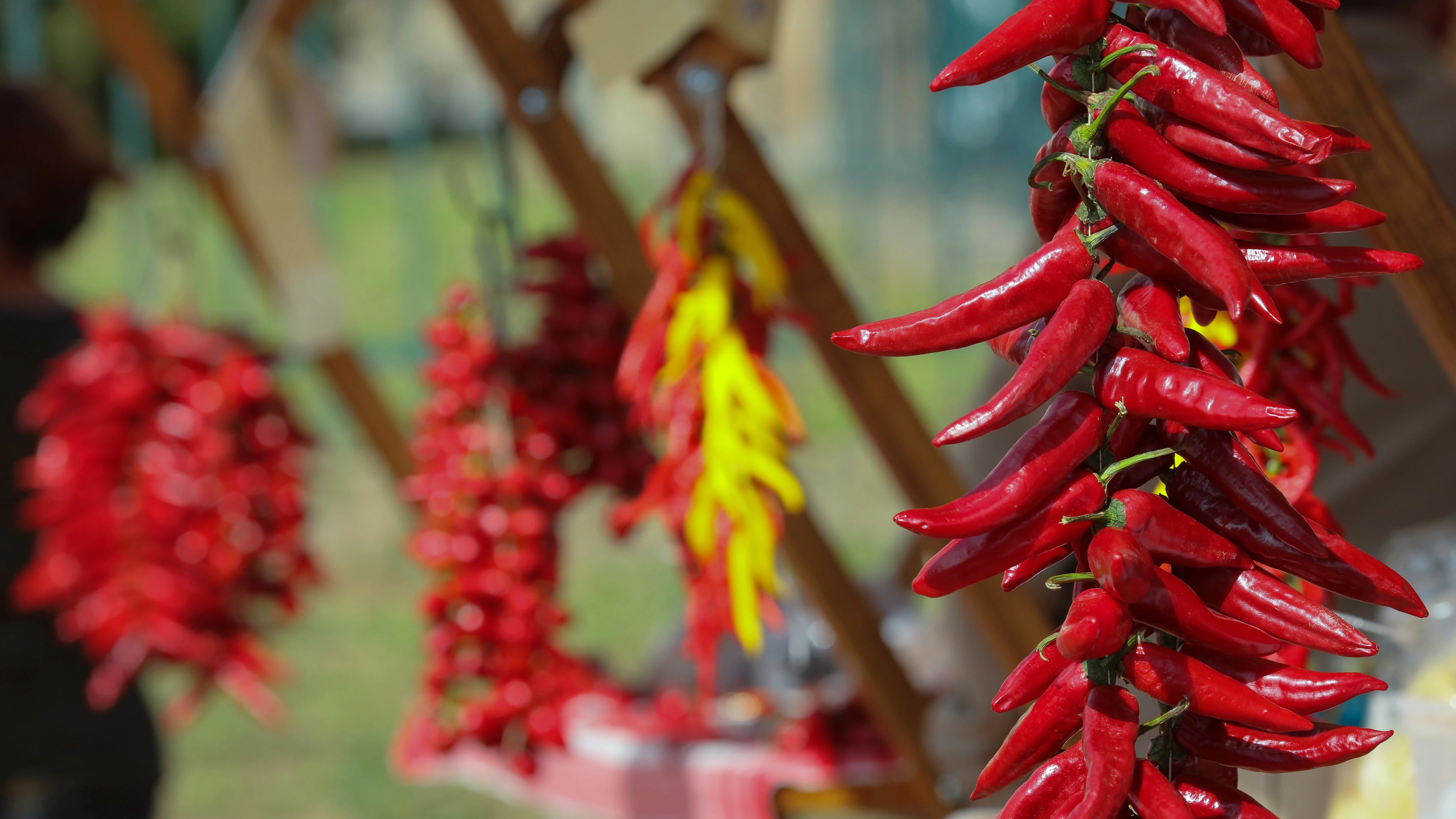 Svi oduševljeni, baranjska ljuta paprika putuje cijelom planetom - HRT