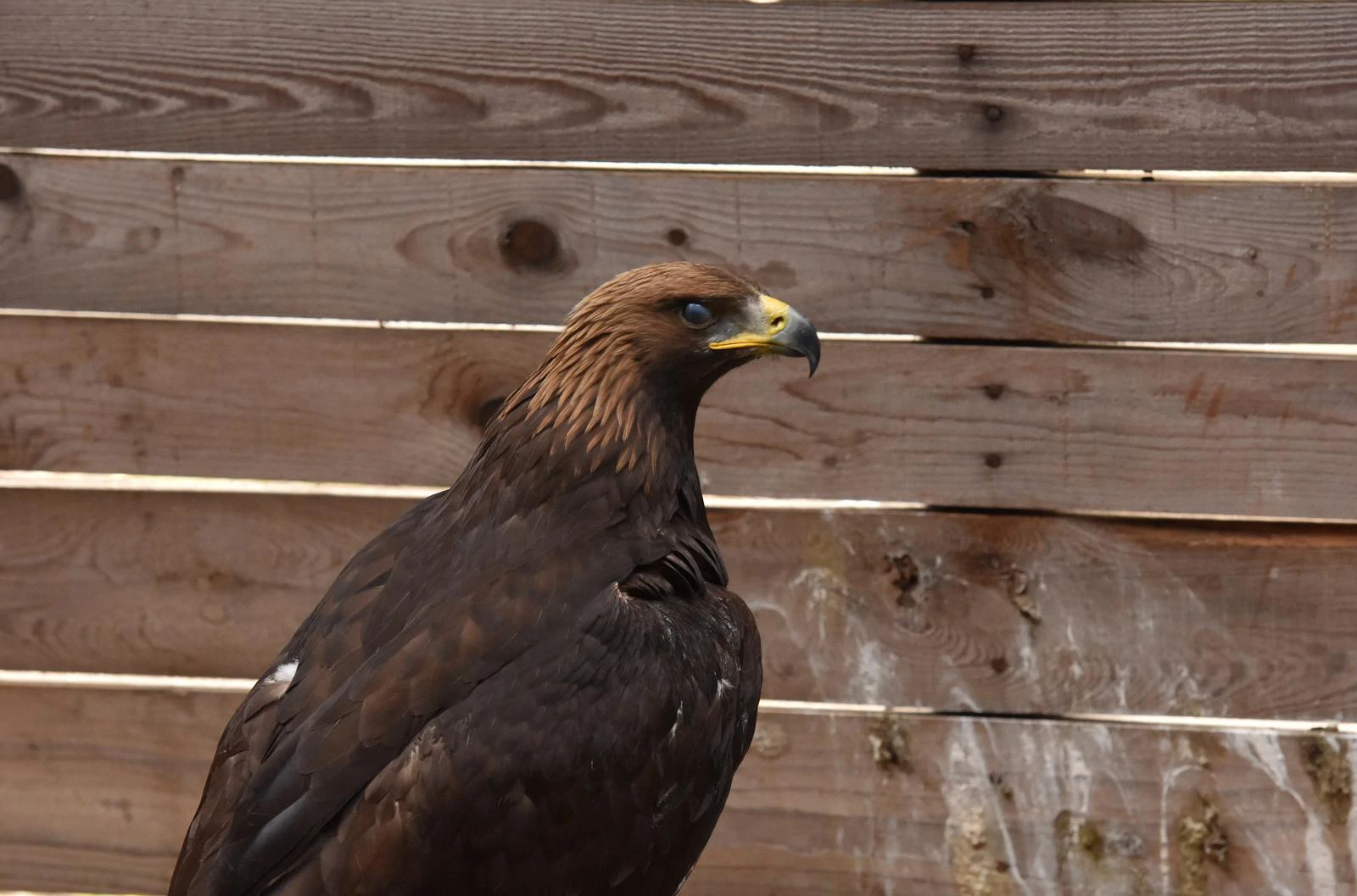 Suri orao, gačac i bijela roda nominirani za Pticu godine 2024. - HRT