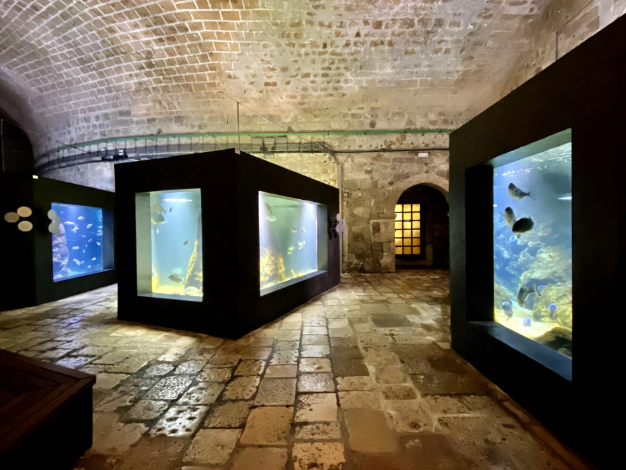 Može li riba zebrica pomoći u otkrivanju tajni ljudskih bolesti? - HRT