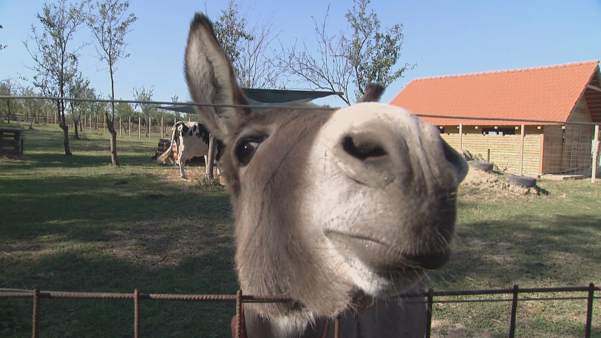 Farmica - prekrasno utočište mnogim životinjama - HRT