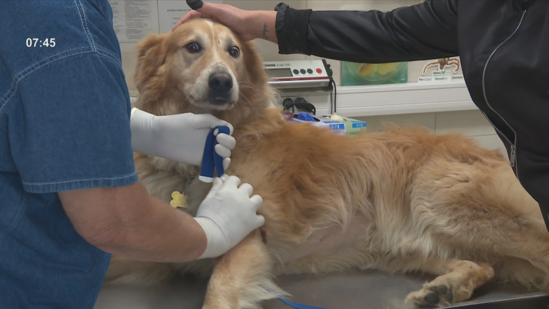 Transfuzija krvi može spasiti kućne ljubimce, evo kako funkcionira baza ...