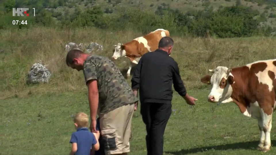 Petorica braće složno rade na imanju u Lici - HRT