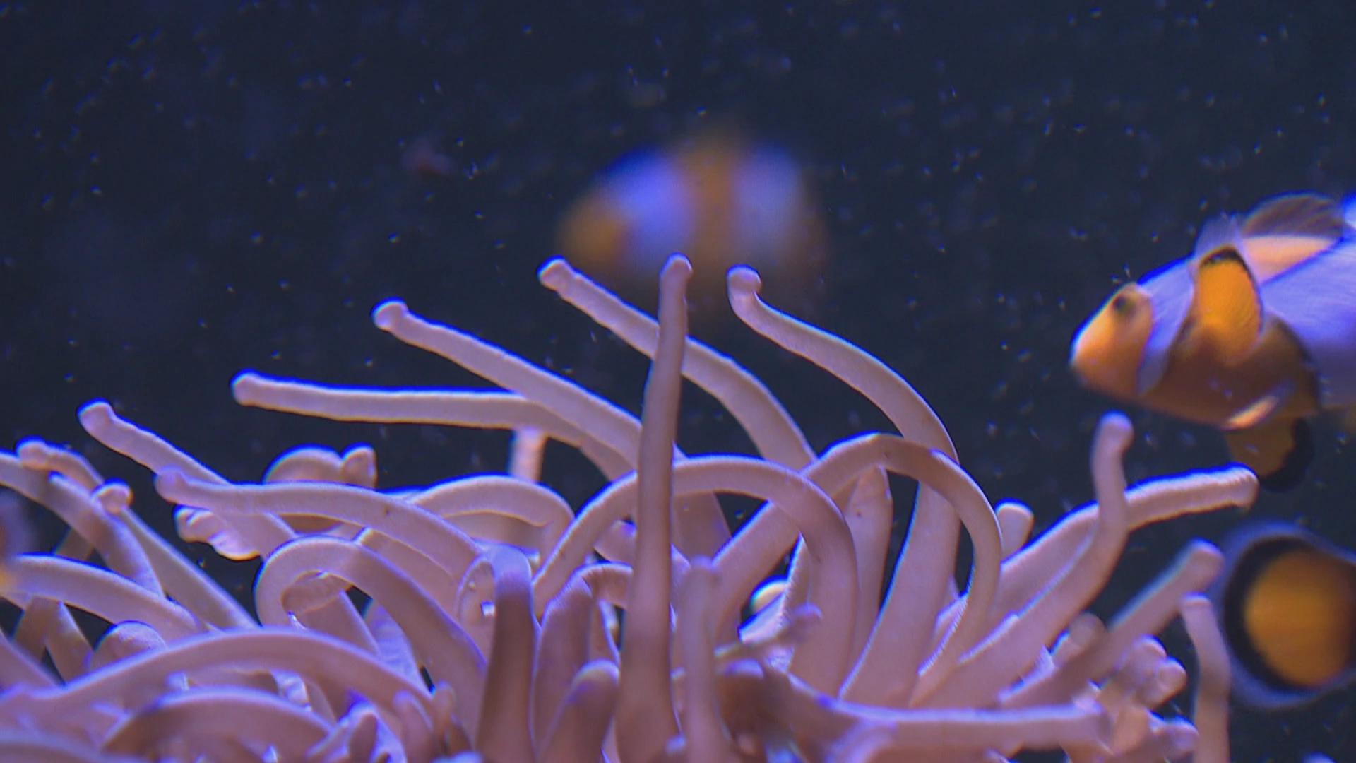 Veliki uspjeh pulskog Aquariuma - HRT