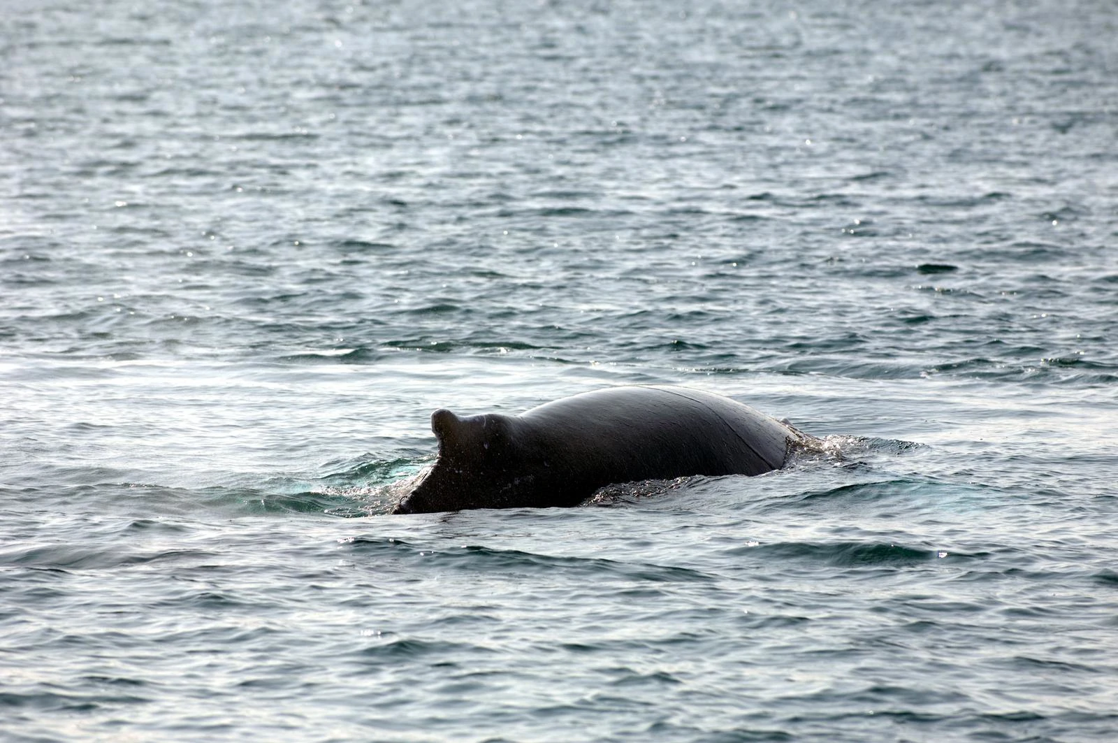 Pravila ponašanja prilikom susreta s dupinom, kitom ili kornjačom - HRT