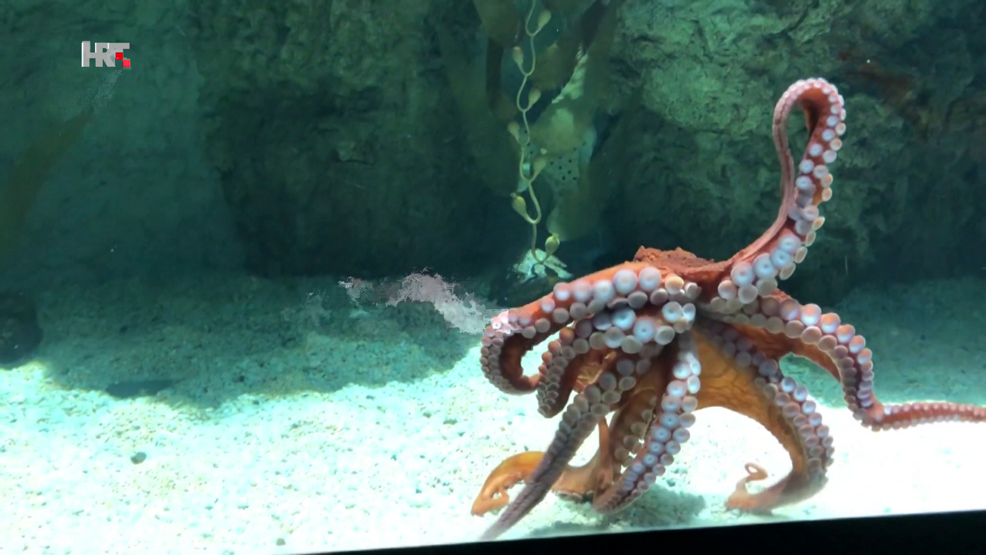 Octopus maya: Inteligentna, snalažljiva, kanibal - i specijalitet na ...