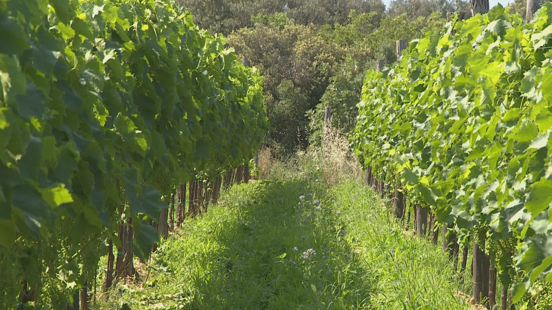 Buzet u projektu 'Više od sela: Tranzicija u pametna sela, model za ...