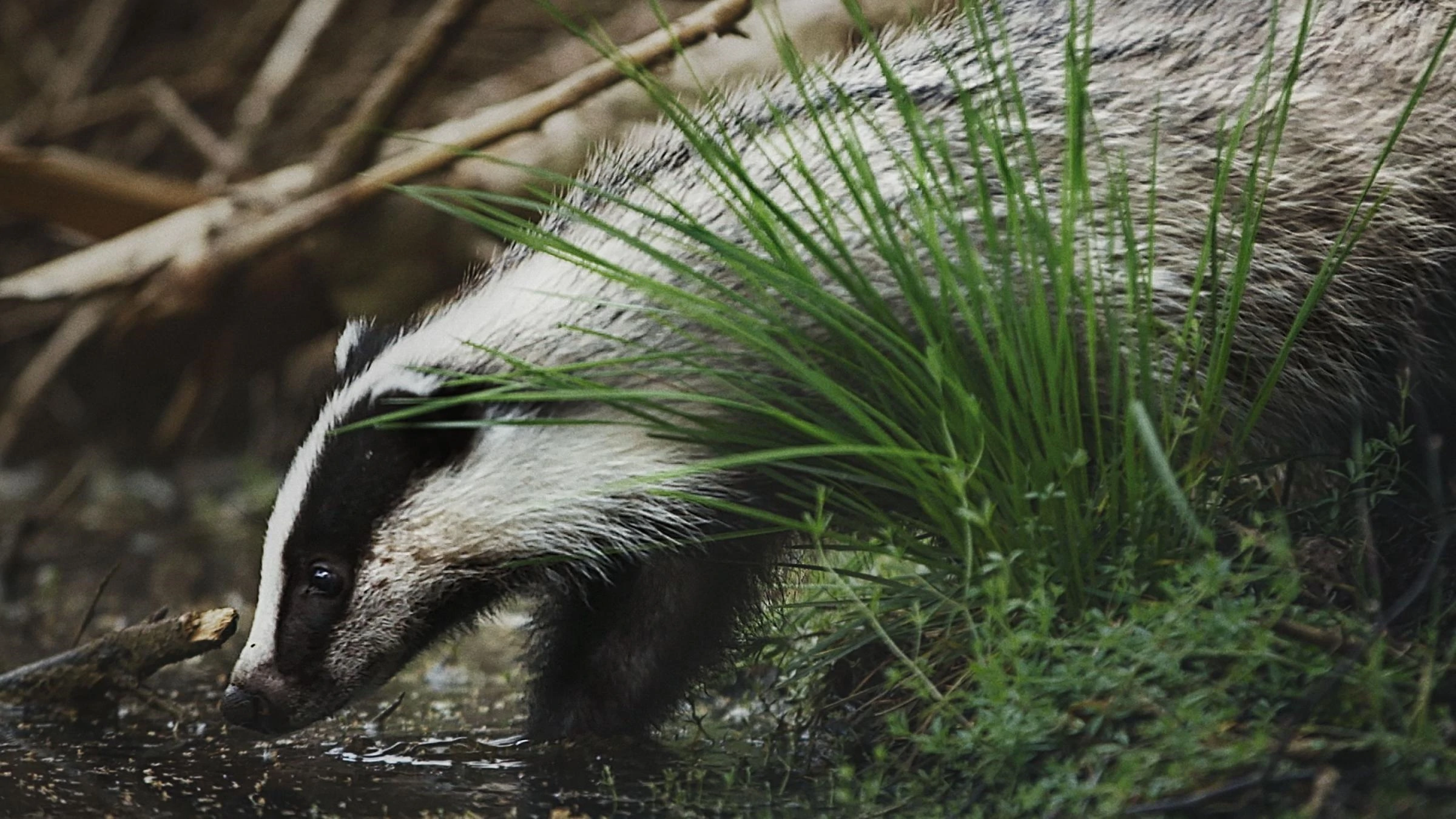 Danska - ljepota divljine: Jezera i rijeke - HRT