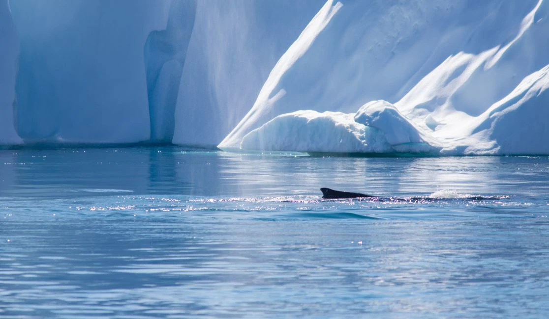 Znanstvenici otkrivaju kako se grenlandski ledeni pokrivač smanjio u ...