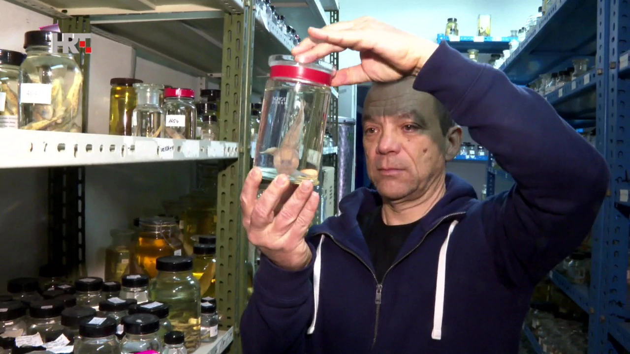 Novoopisana vrsta ribe dobila ime po zoologu iz Rijeke - HRT