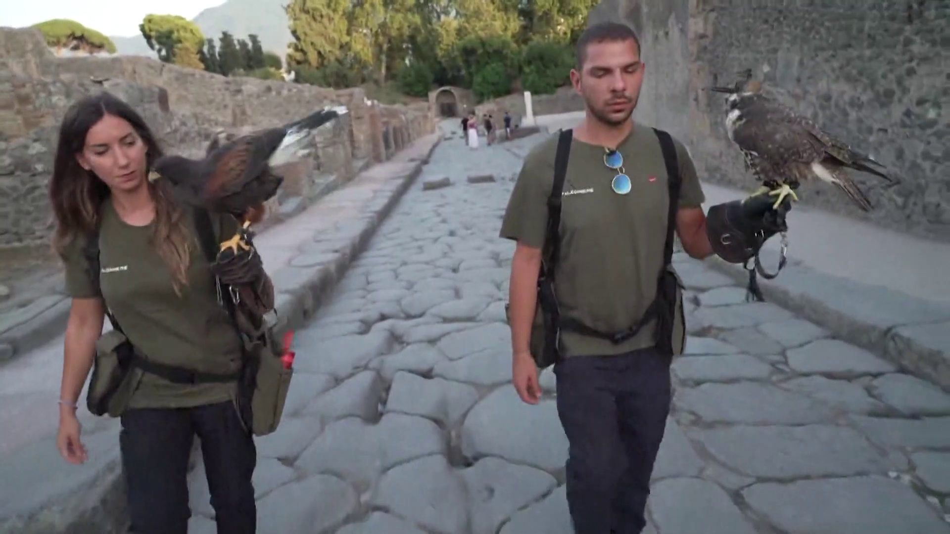 Ptice grabljivice štite Pompeje od golubova - HRT