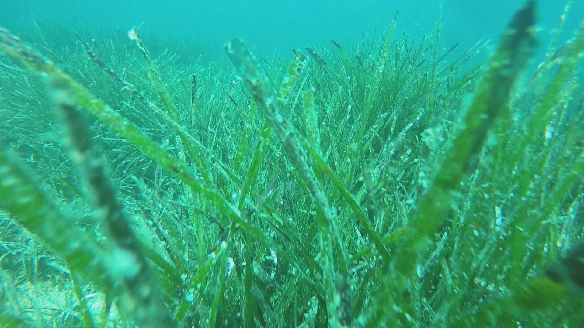 Cvjetnice posidonije u podmorju Kornata - HRT