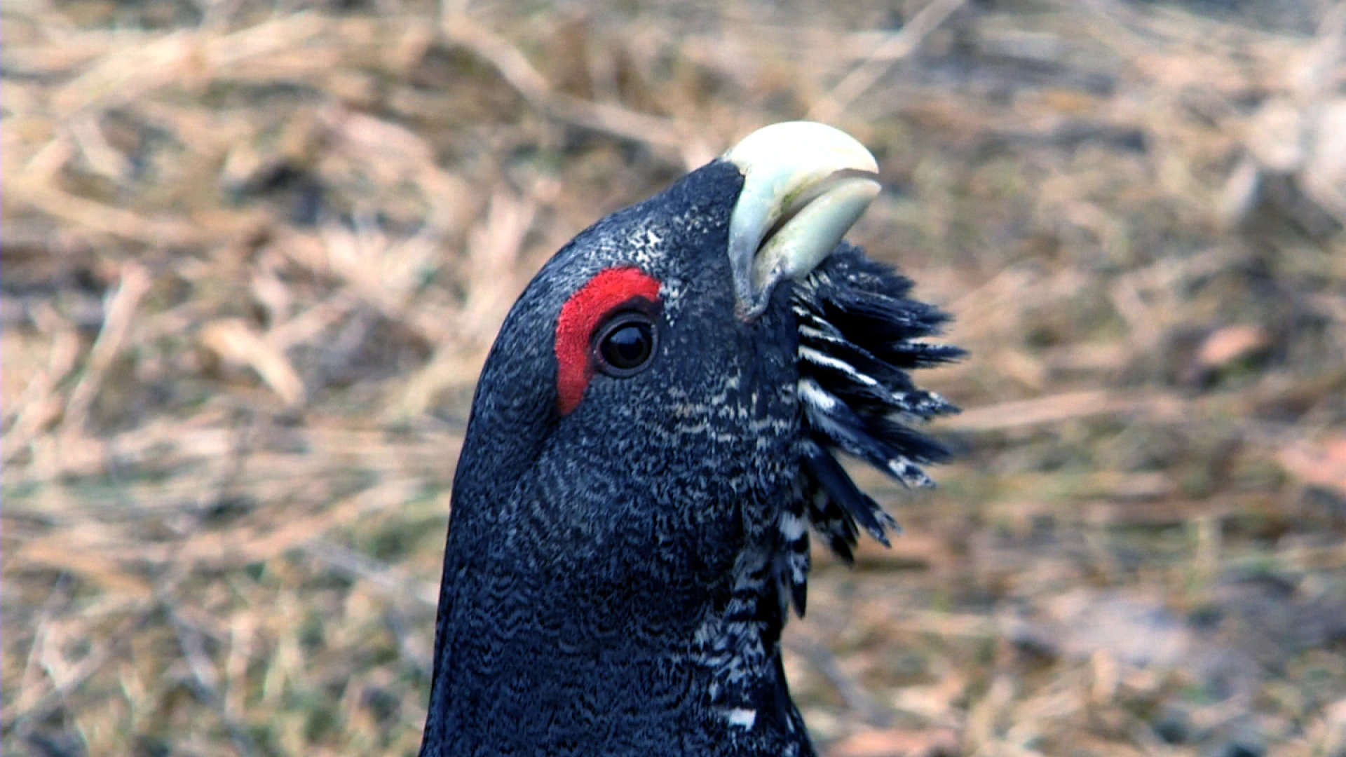 Sudbina tetrijeba u rukama je čovjeka - HRT