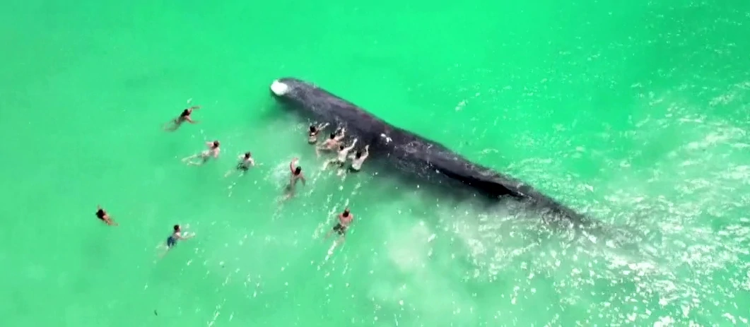 Kit se družio s kupačima na plaži - HRT