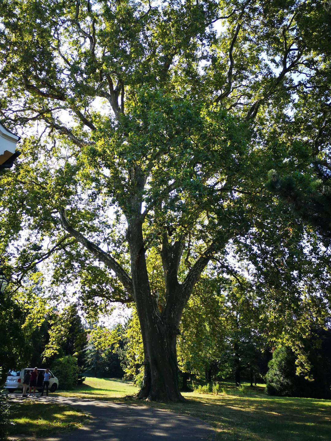 Više od 500 godina živi najstarija platana u Zagrebu - HRT