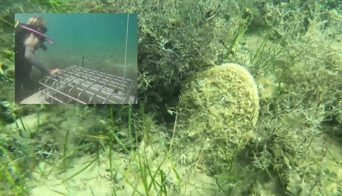 U potrazi za preživjelim plemenitim periskama: Jeste li ih vidjeli? - HRT