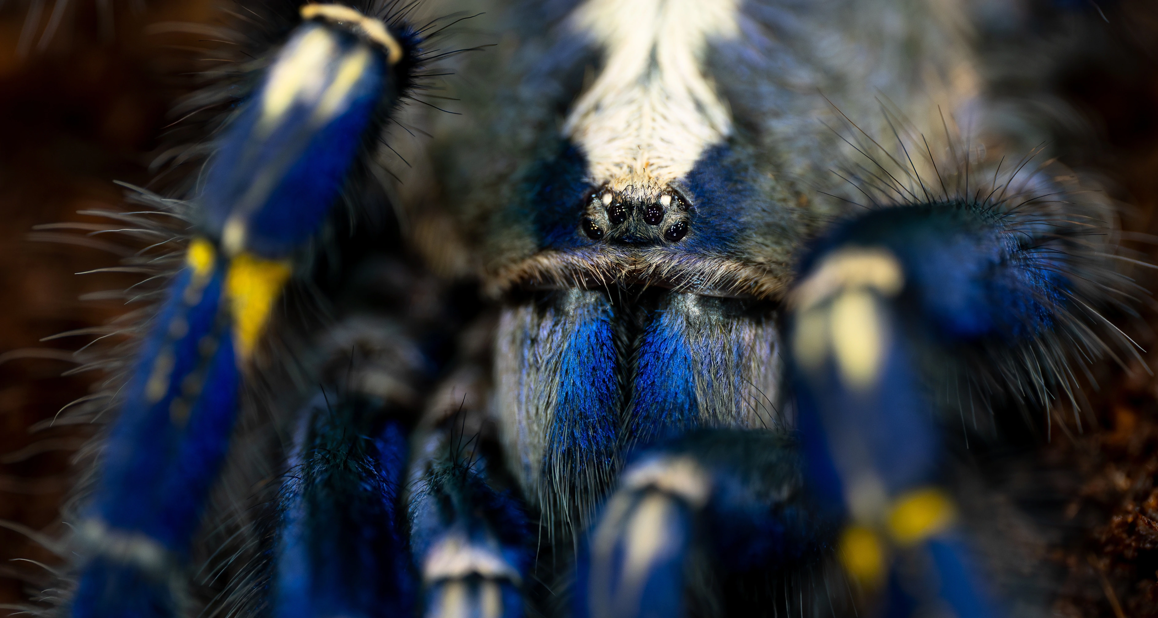 Tarantule kao kućni ljubimci - samo za hrabre - HRT