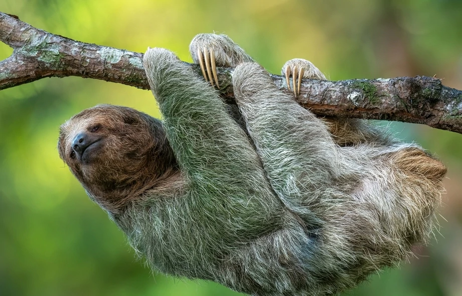 Najstariji ljenivac na svijetu uginuo u njemačkom zoološkom vrtu - HRT