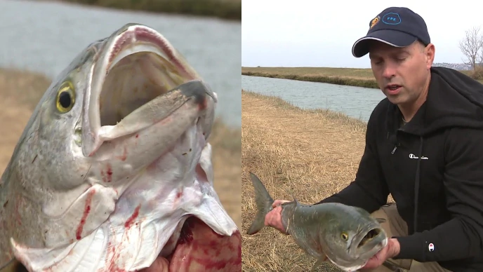 Strijelka došla i na ušće Dragonje! - HRT