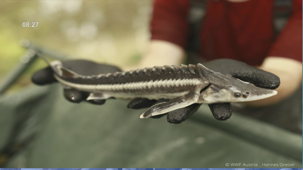 Jesetra, riba iz doba dinosaura na rubu izumiranja - HRT