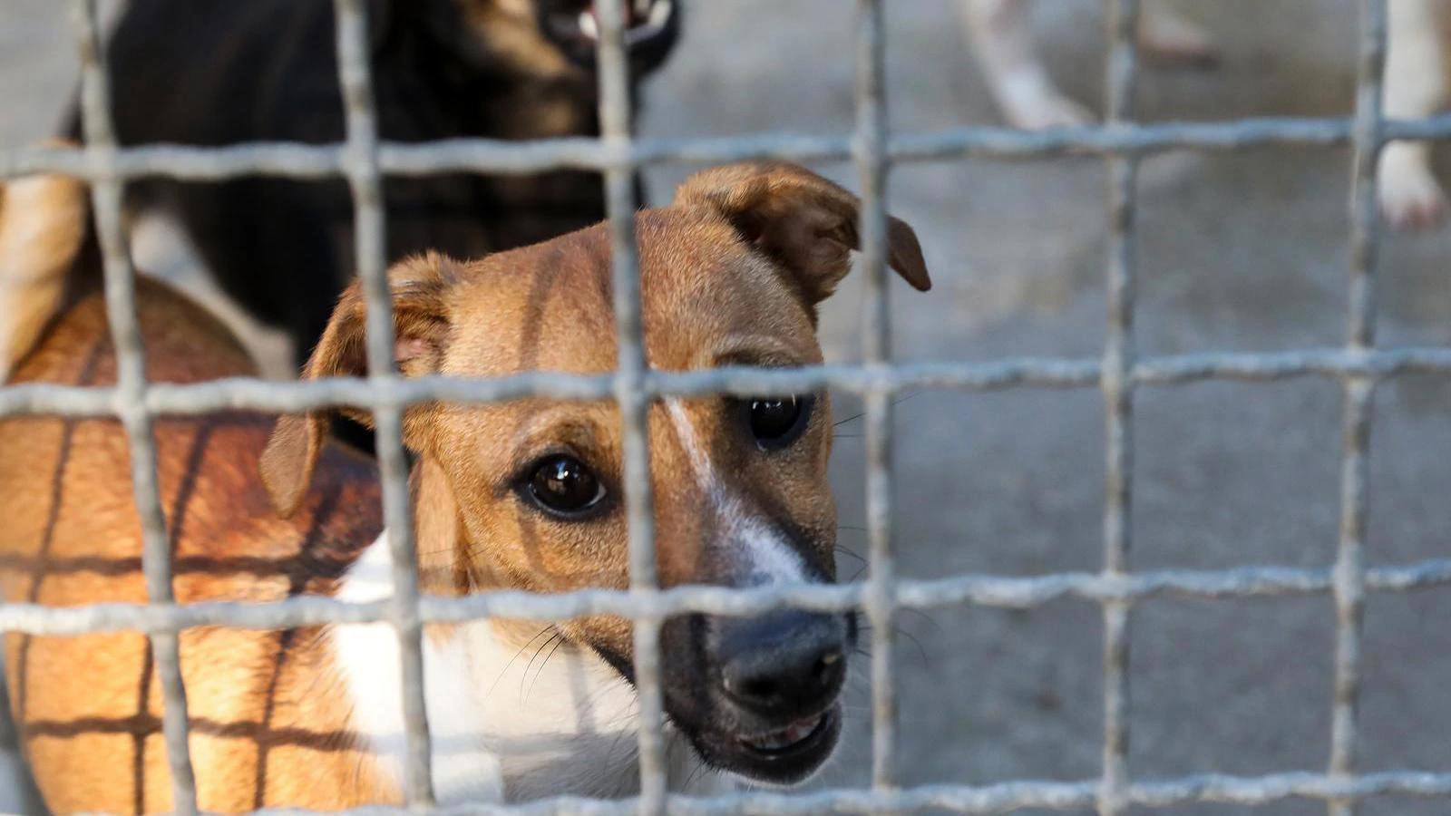 Sklonište za životinje Dumovec puca po šavovima, dubrovački Azil miruje ...