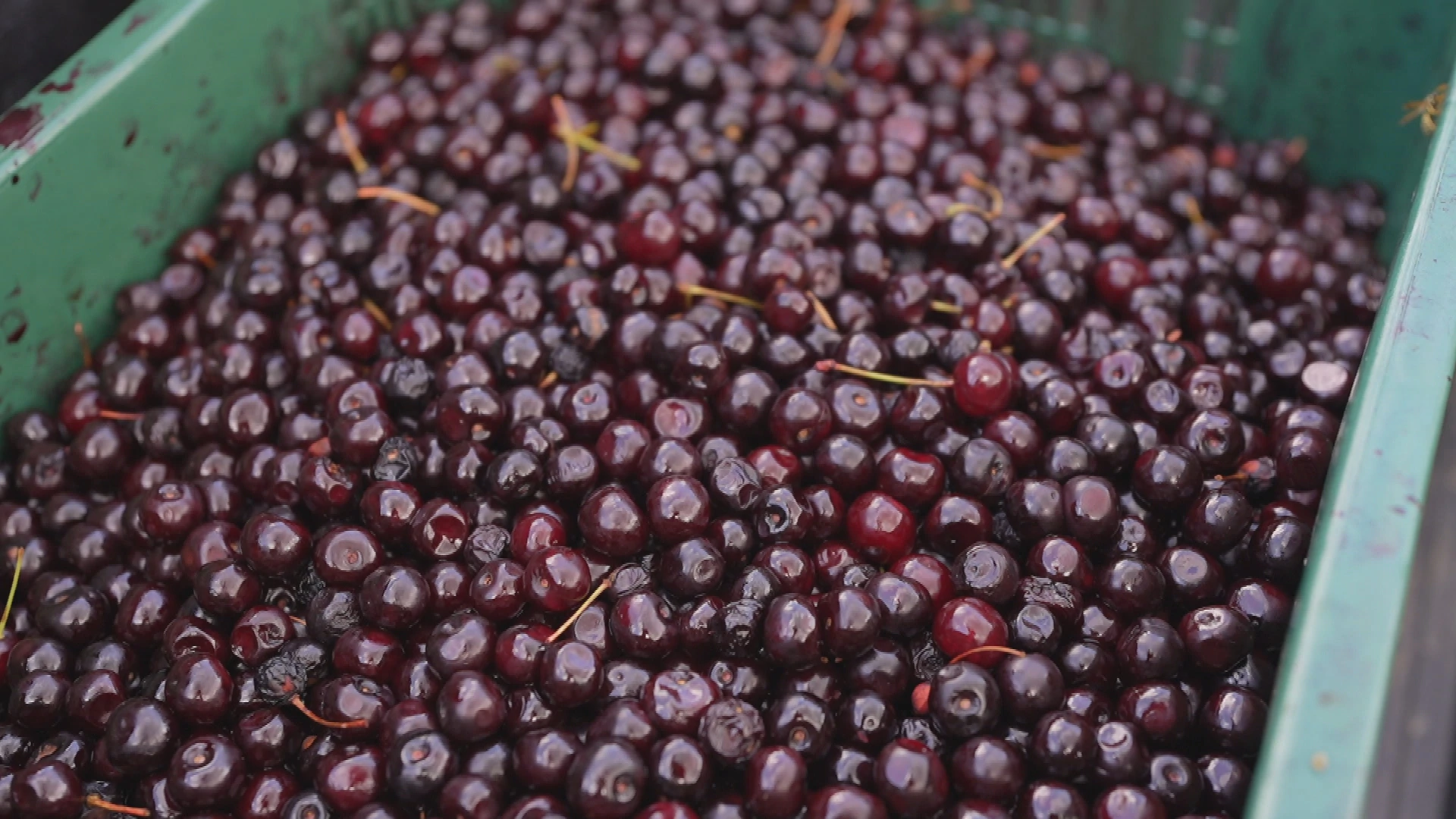 Europa gladna za maraškom, mi ne proizvodimo dovoljno - HRT