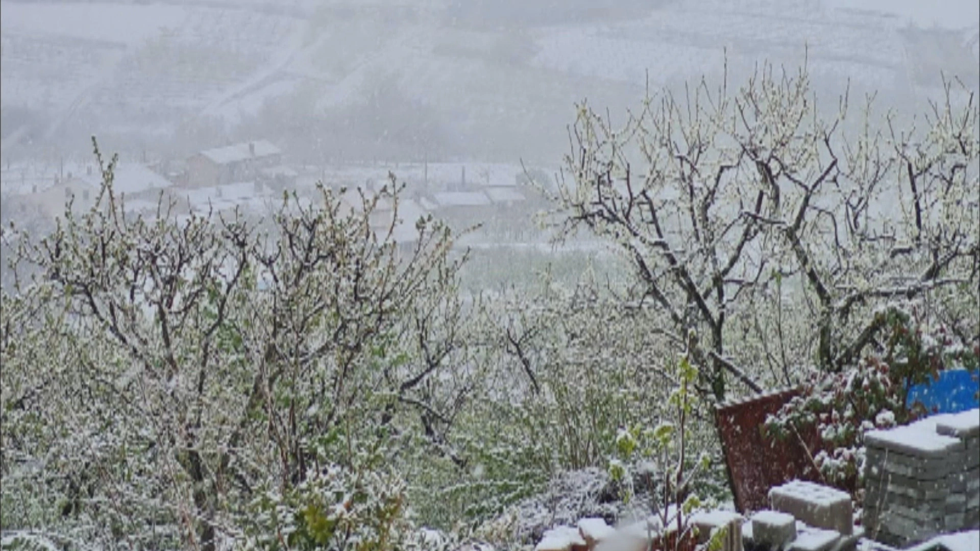 Golema šteta od velike hladnoće, snijega i mraza u Istri - HRT