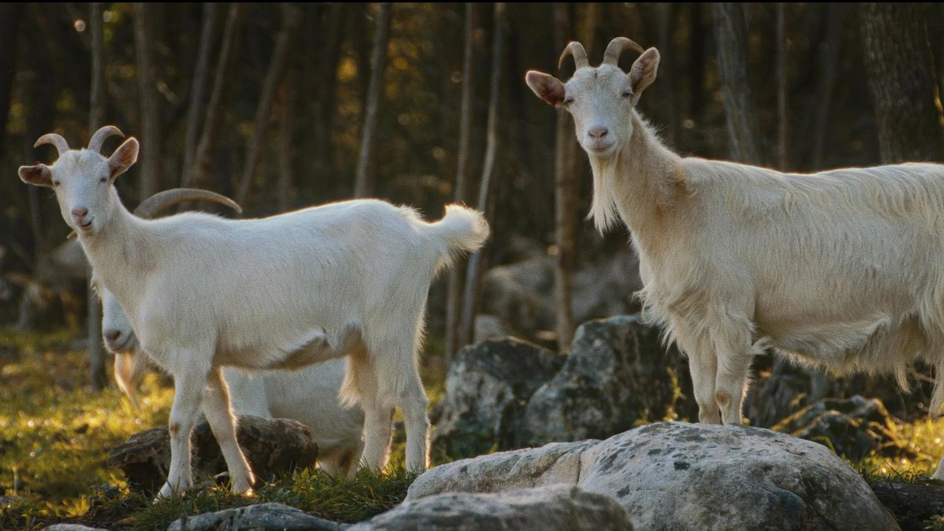 Povratak životinjama: Istarska koza - HRT