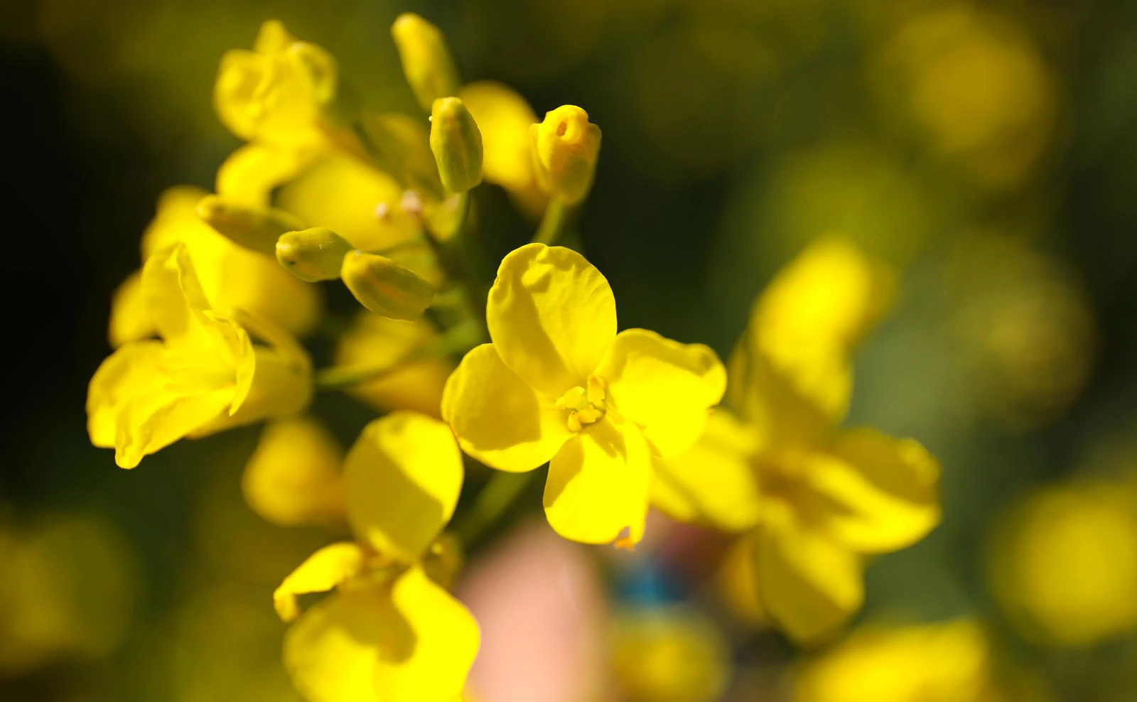Sve više problema s proizvodnjom i uzgojom uljane repice - HRT