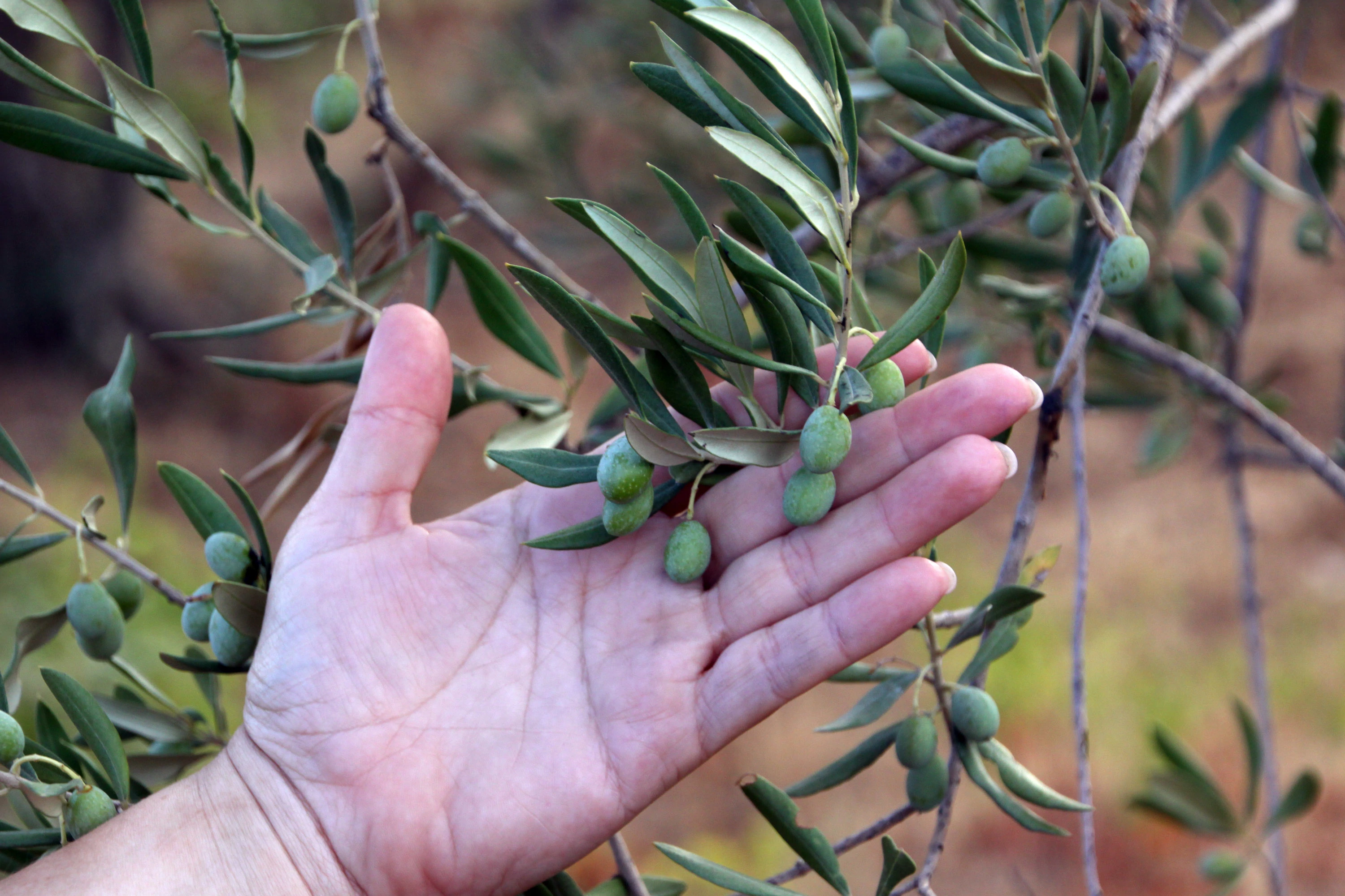 Nevrijeme u benkovačkom zaleđu polomilo masline - HRT