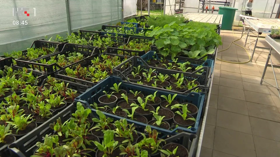 Kako uzgojiti vlastiti povrtnjak znaju na Agronomskom fakultetu - HRT