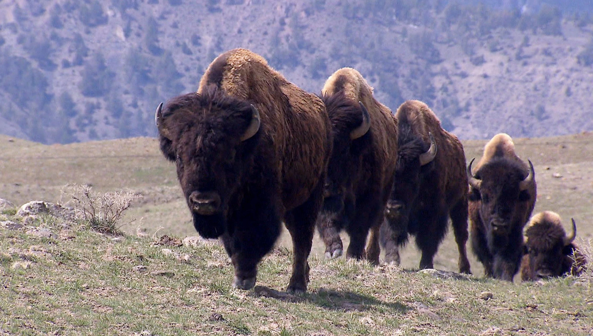 Čudesna divljina: Nacionalni park Yellowstone - HRT