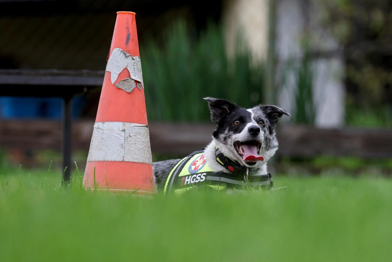 Dobročinitelji spasili potražnog psa HGSS-a - HRT