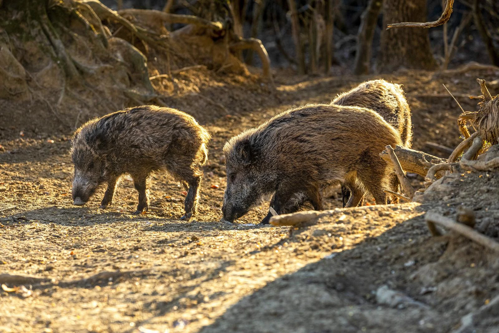 Divlje svinje - noćna mora svakog ratara - HRT