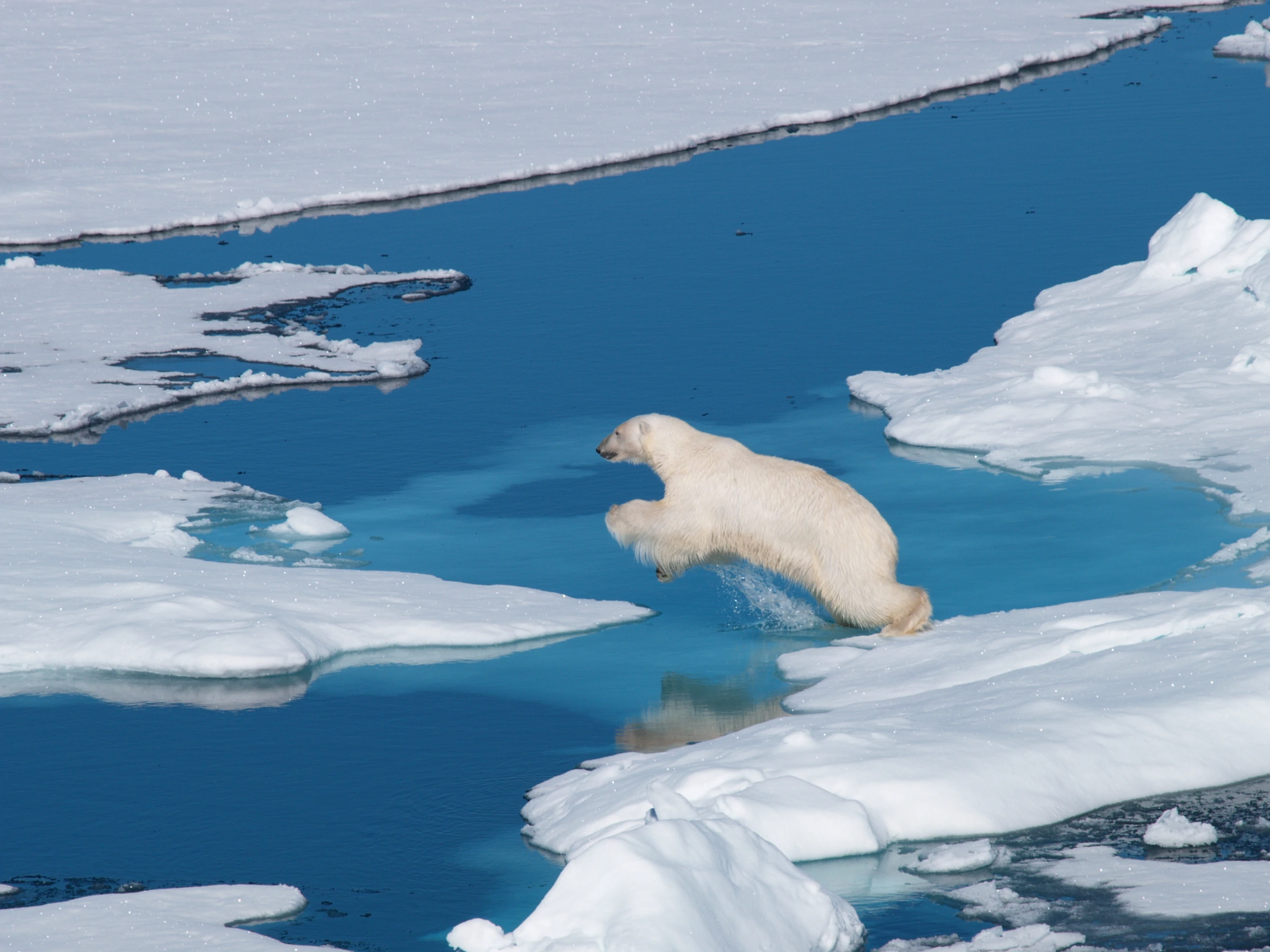 Polarni medvjedi nastoje se prilagoditi sve duljim arktičkim ...