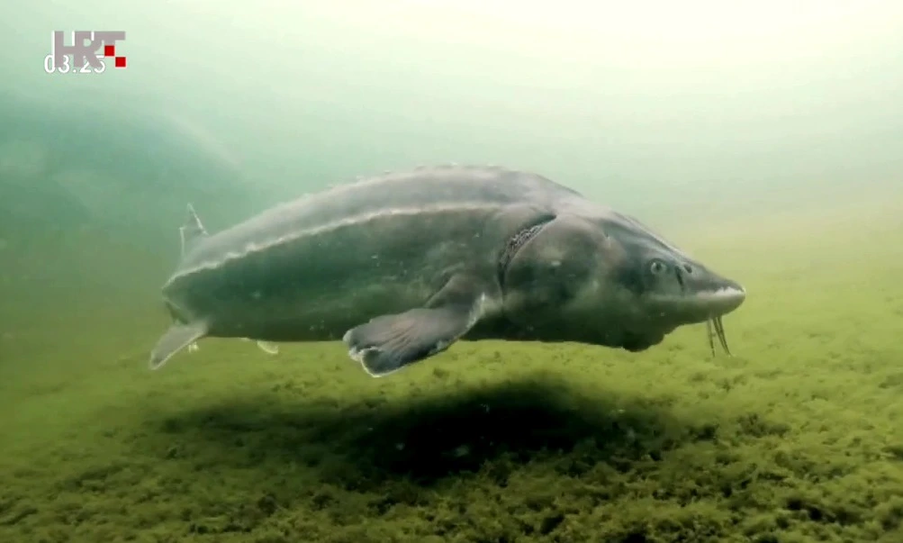 Jesetra, riba iz doba dinosaura na rubu izumiranja - HRT