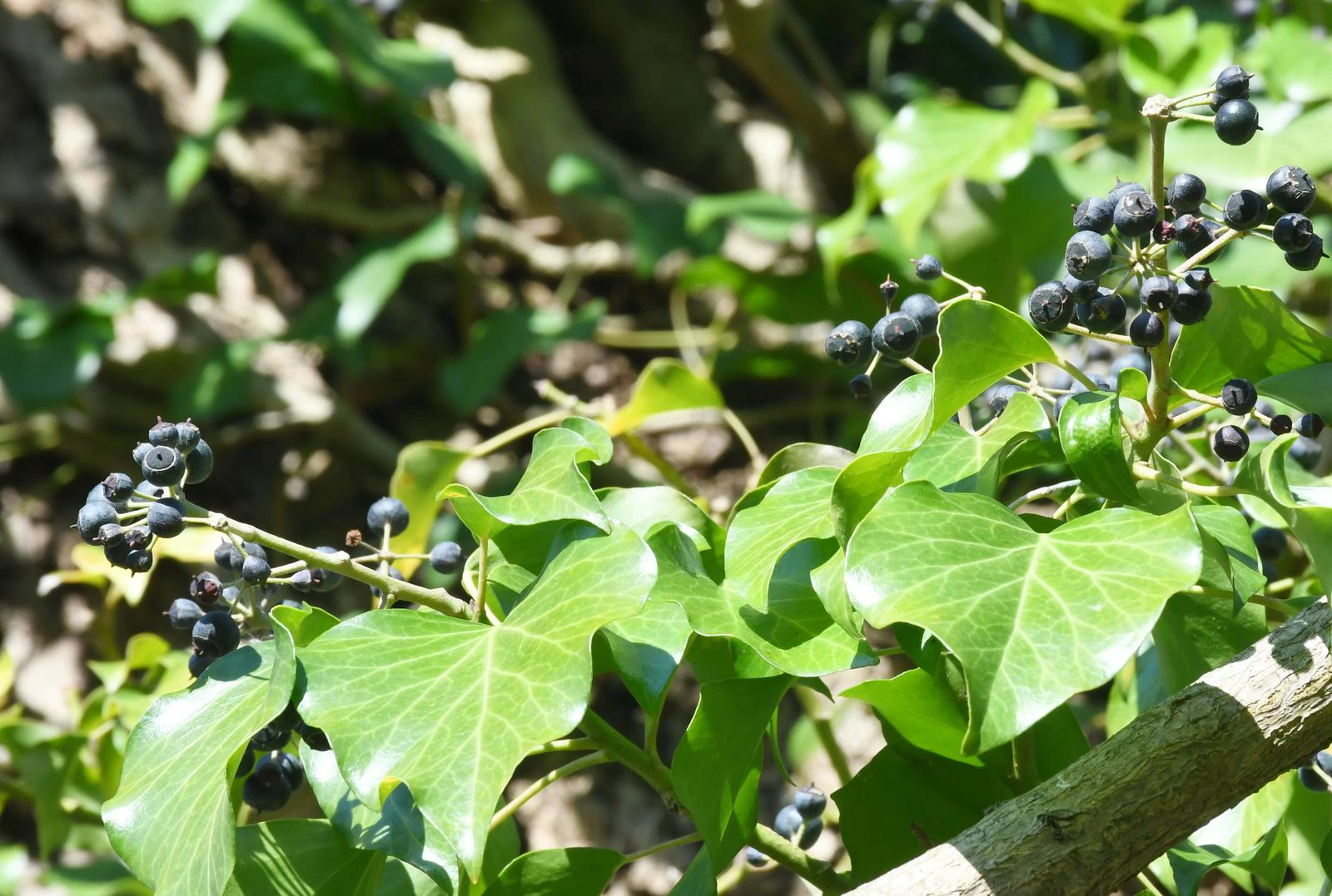 Pjegava kukuta, biljka na koju treba obratiti pažnju - HRT