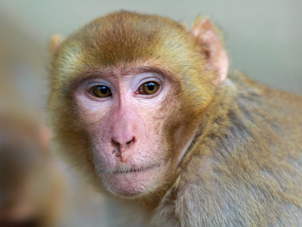 Kineski znanstvenici klonirali prvog rezus majmuna - HRT