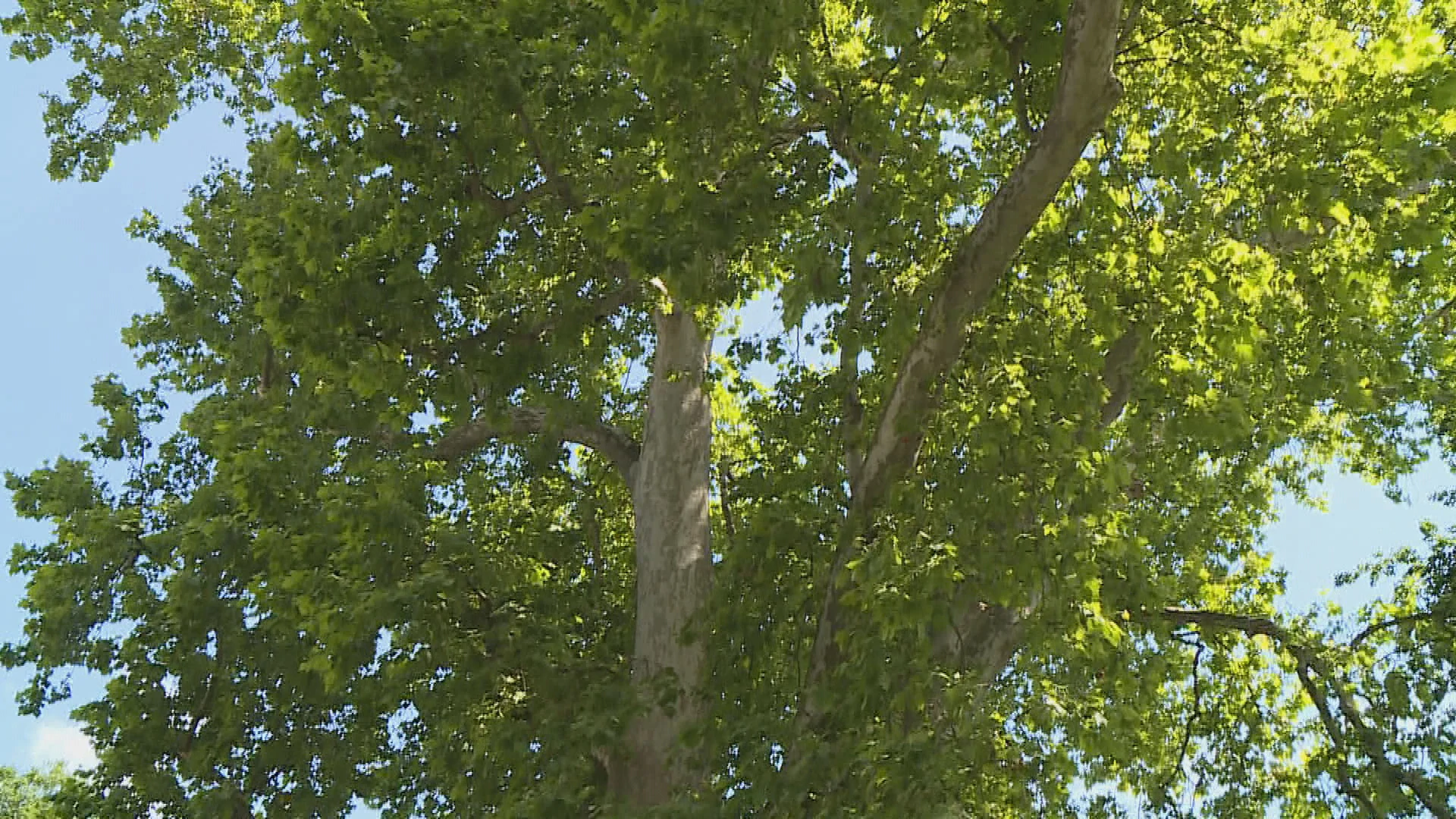 Javorolisna platana izabrana za varaždinsko Stablo godine - HRT