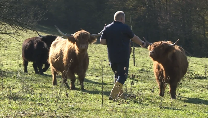 Škotsko visinsko govedo na zagorskim bregima - HRT