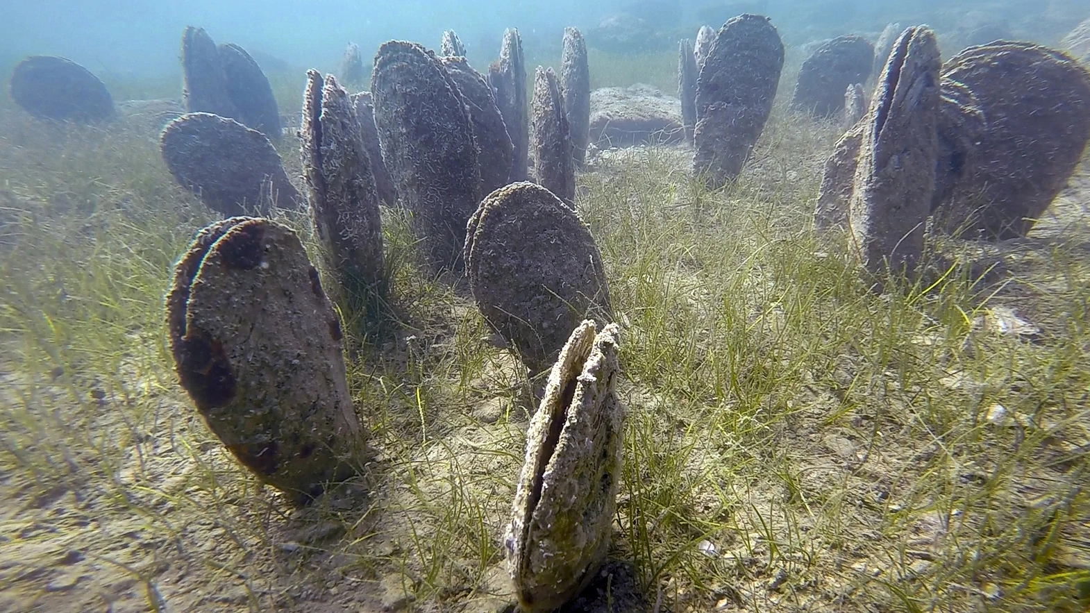 Ukrajinka iz mora izvadila periske i sve objavila na društvenoj mreži - HRT