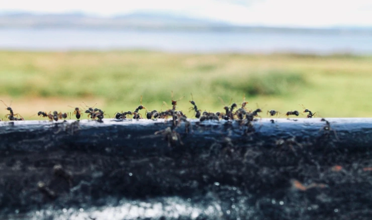 Inauguracija predsjednika: HRT-ov prijenos drugi na YouTube trendingu - HRT