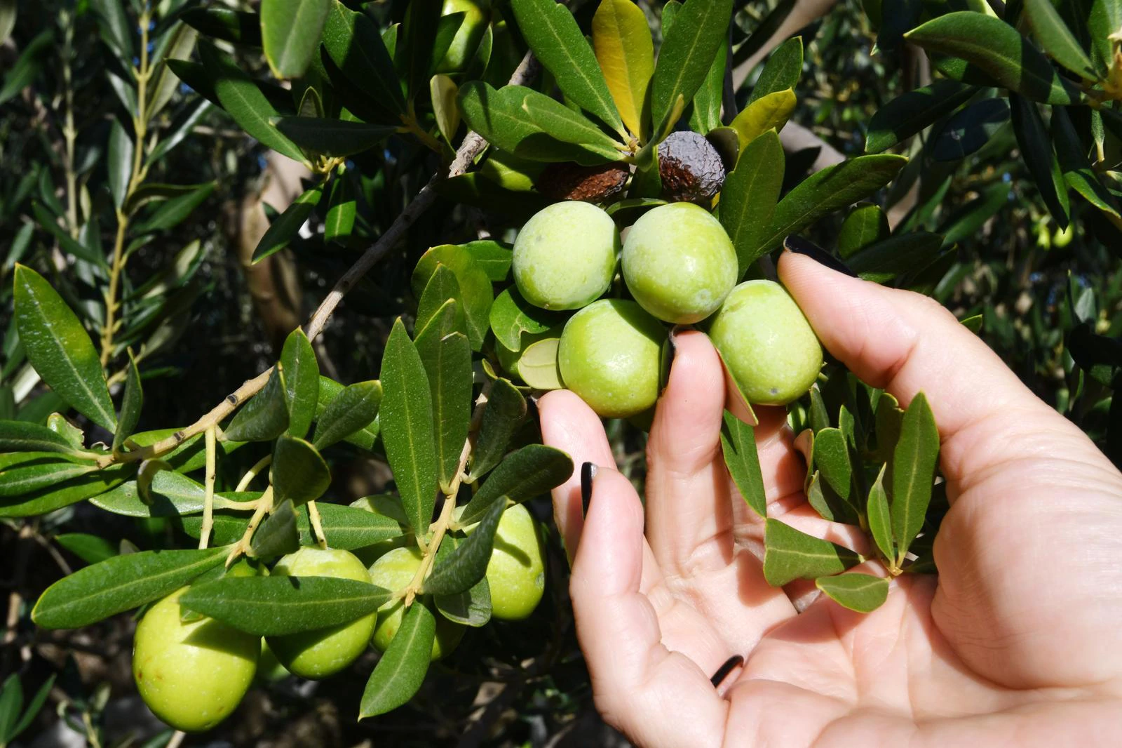 Urod maslina u Istri slabiji nego lani, ali plod je bogatiji uljem - HRT