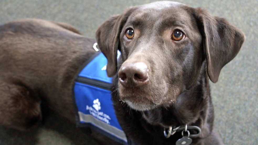 Upoznajte Tiru, prvog makarskog terapijskog psa - HRT