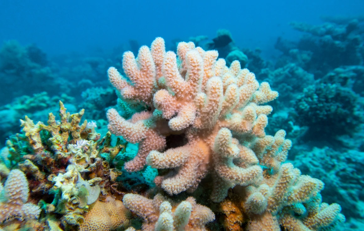 Zbog zagrijavanja oceana događa se izbjeljivanje koraljnih grebena - HRT