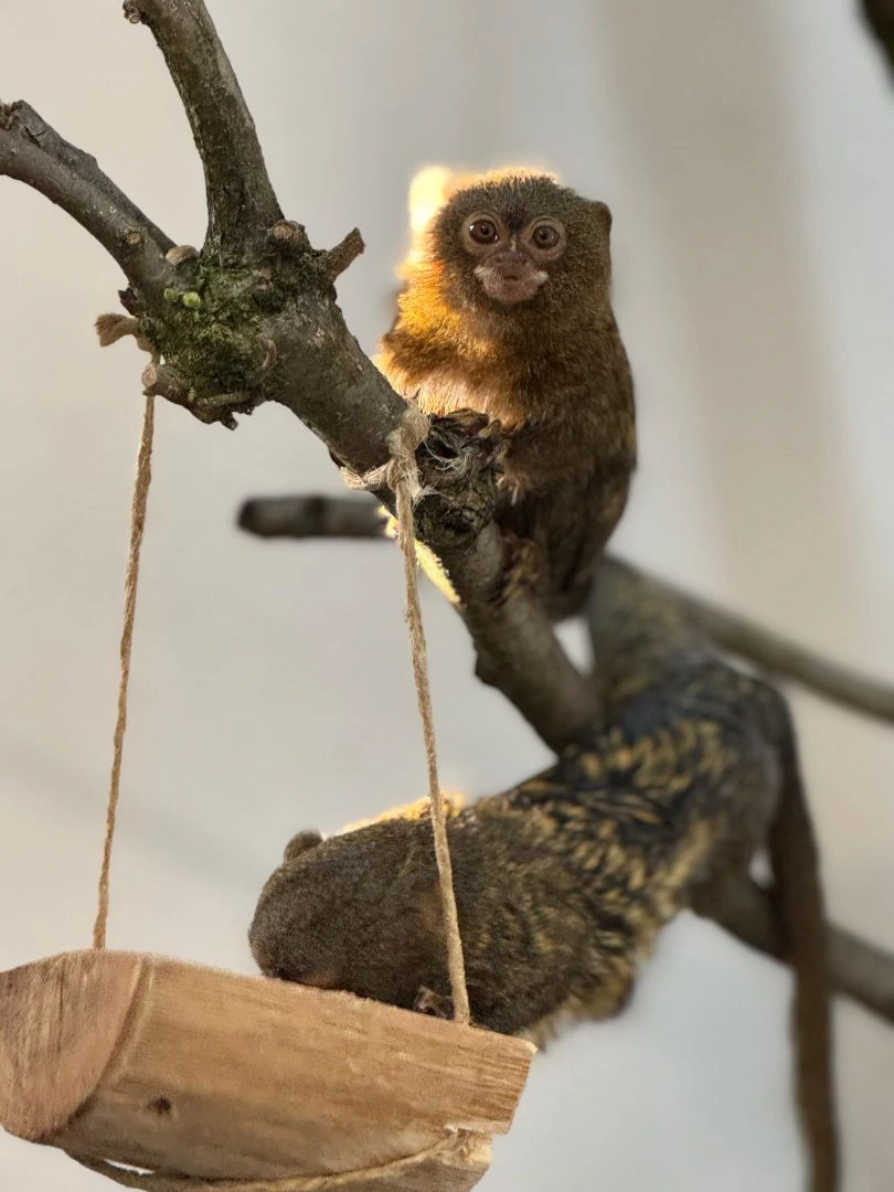 Dva patuljasta marmozeta stigla u zagrebački ZOO - HRT