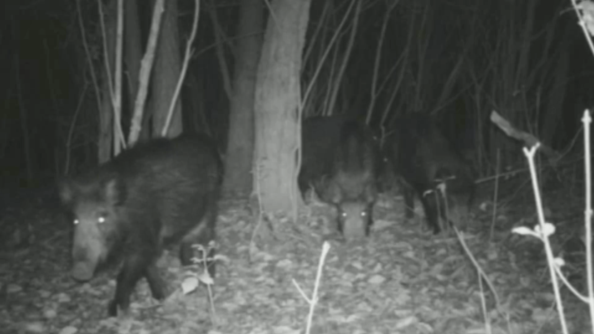 Divlje svinje tjednima uništavaju nasade kukuruza, lovci nemoćni - HRT