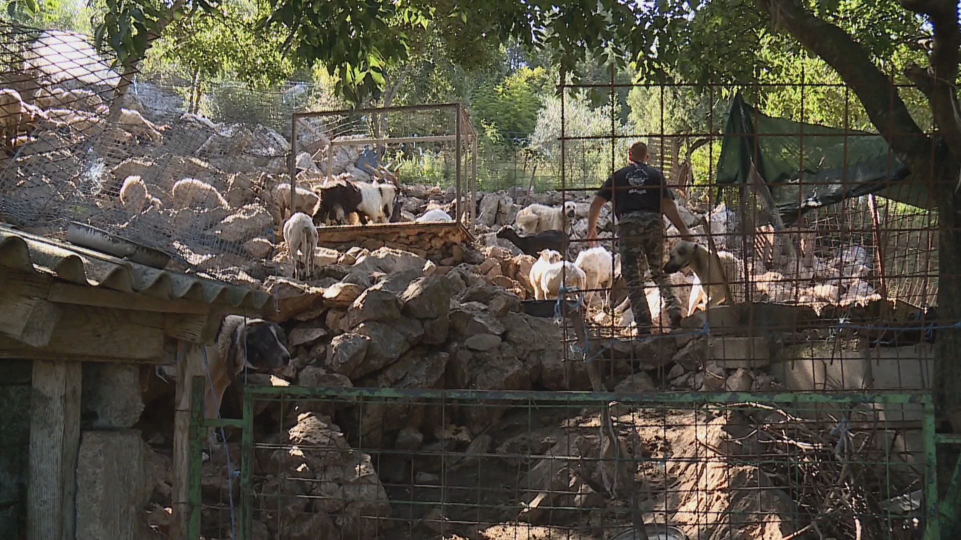 Vukovi napali stado ovaca, vlasnik bio udaljen samo stotinu metara - HRT