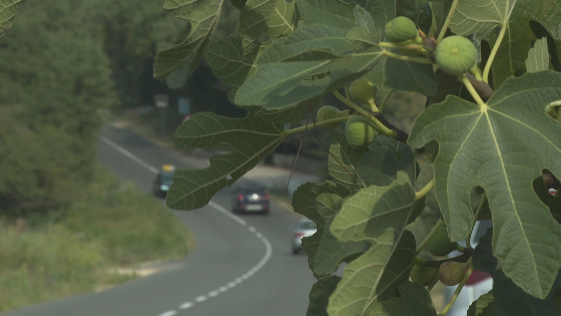Mnogo je zapuštenih stabala smokava, beru ih turisti - HRT